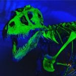Celebrating 33 Years: The Day SUE the Tyrannosaurus Rex Emerged from ...