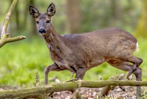 Illinois Deer Hunting Permit Lottery Opens Today for Firearm and ...