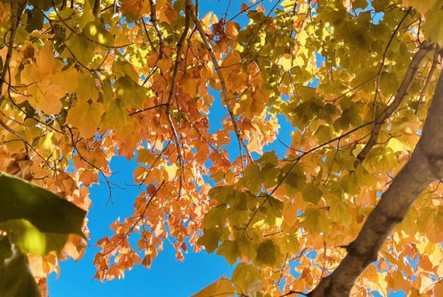 Pennsylvania Fall Festivals: Pittsburgh & Dauphin Events Sept. 26–27 ...