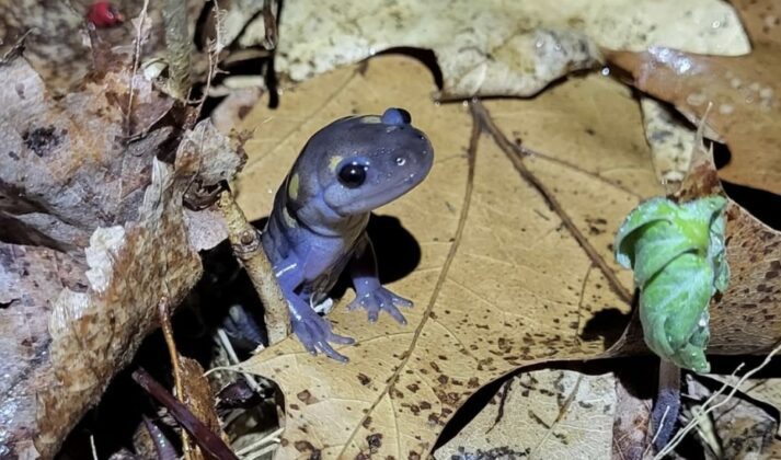 Wisconsin's Hidden Gem: The Spotted Salamander's Secretive Life ...