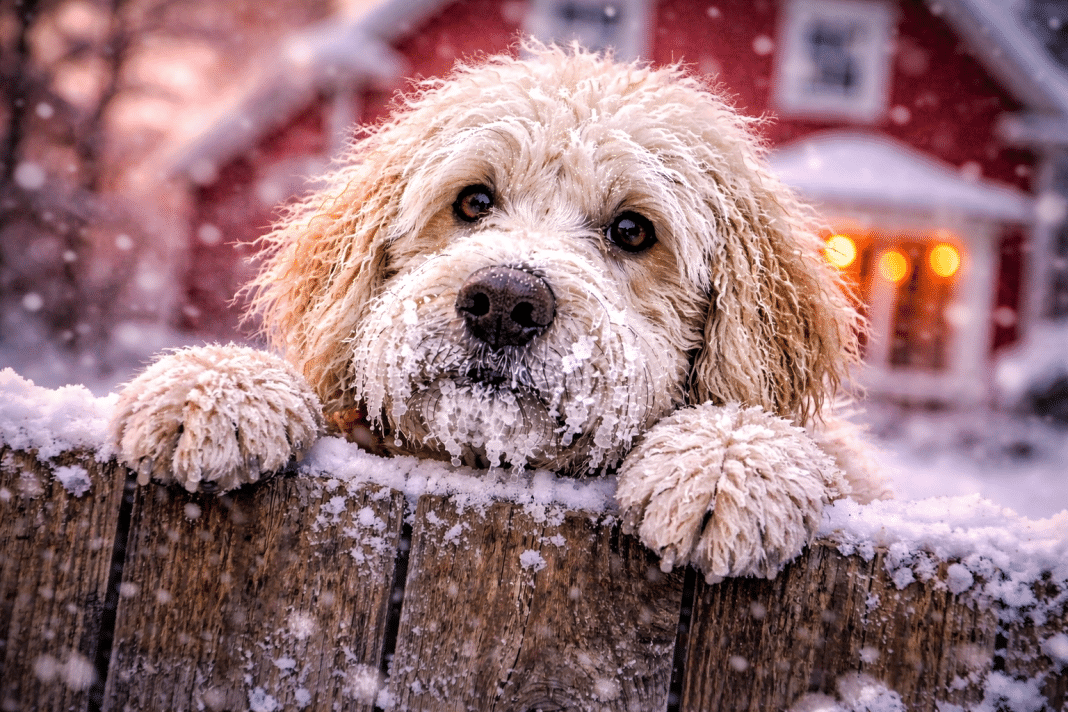 South Carolina Weather: Pet Safety in Focus as Extreme Cold Threat ...